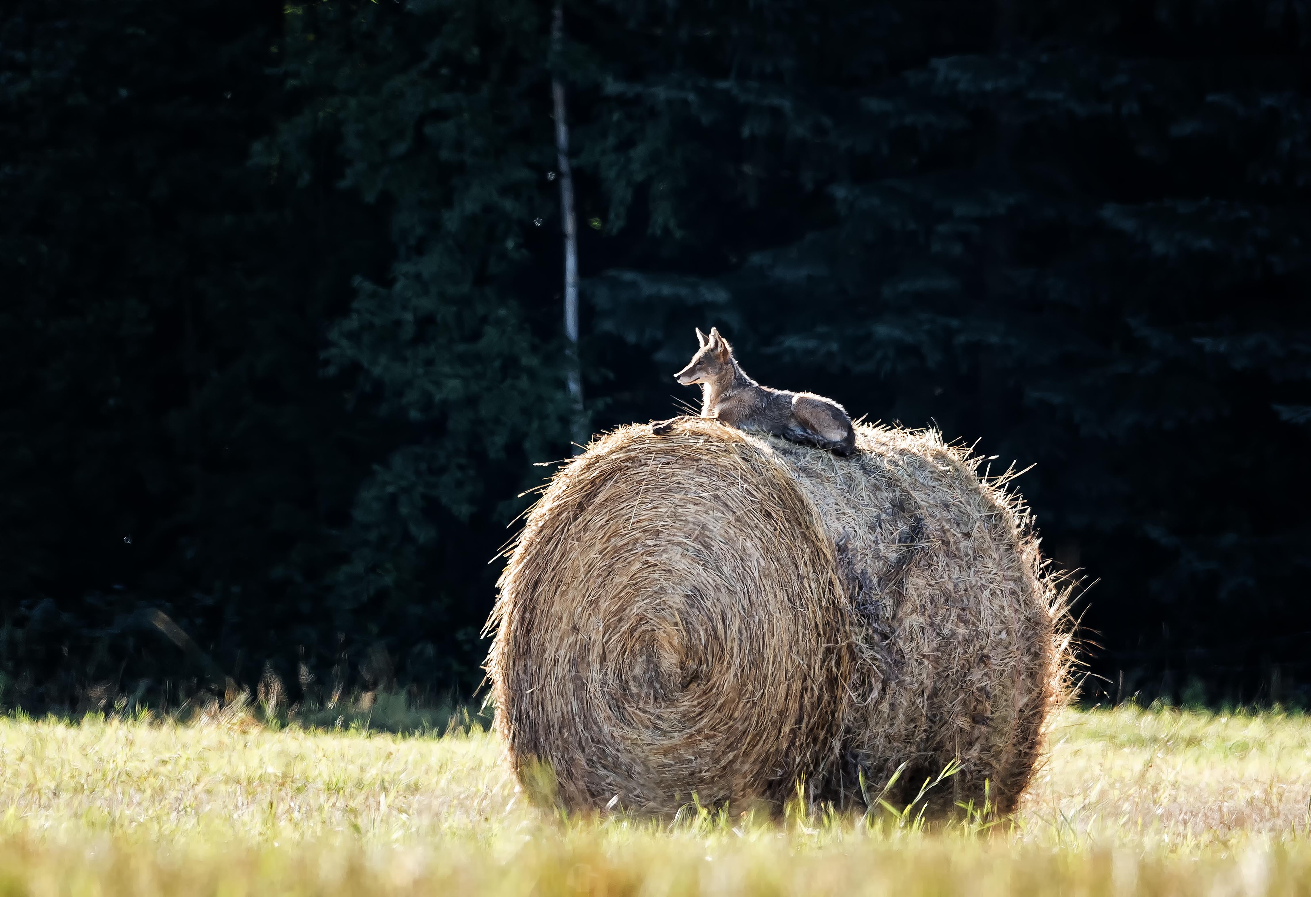 Coyote Look-out | Shutterbug